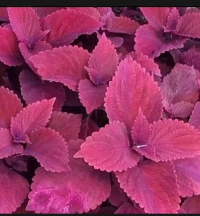 tanaman hias miana merah istana | Lazada Indonesia