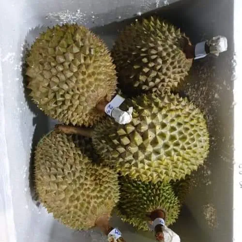 Durian Montong 3kg Manis isi tebal biji tipis | Lazada Indonesia