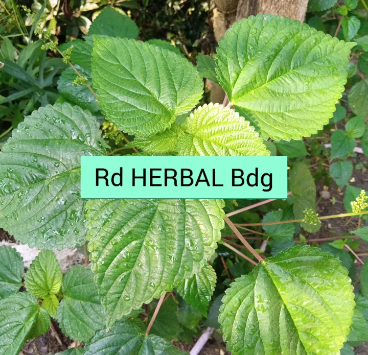 Daun Jelatang daun gatal atau daun pulus segar 400 gram | Lazada Indonesia