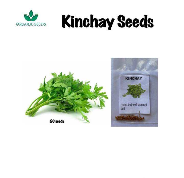Kinchay Seeds/Herb (50pcs) | Lazada PH