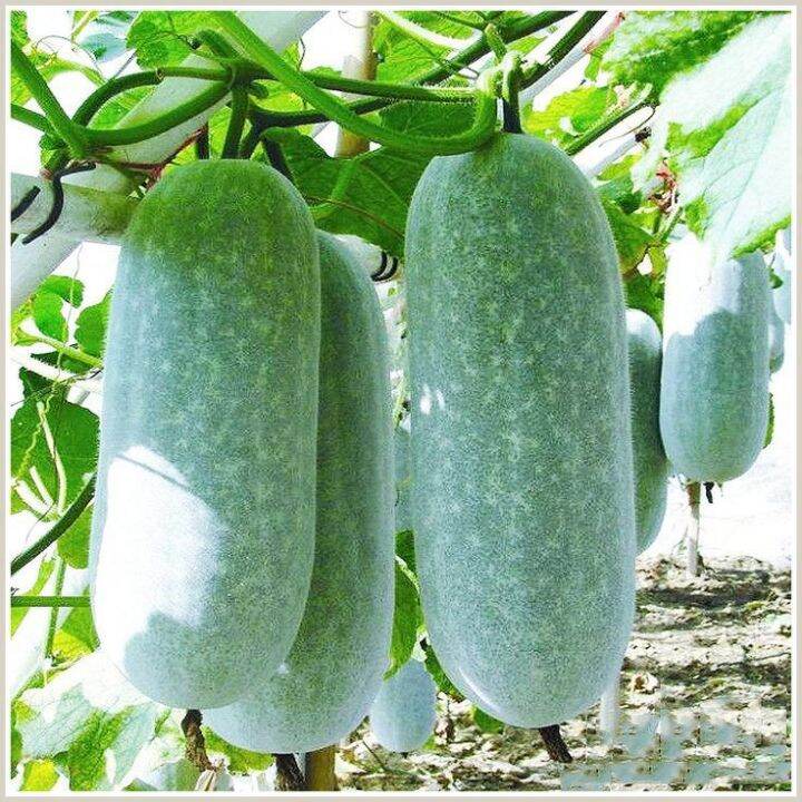 Kundol/Winter Melon seeds (10 seeds per pack) | Lazada PH