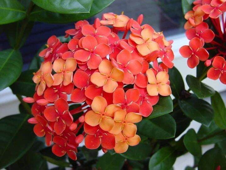 Pokok Bunga Ixora Maui Red Ixora Merah | Lazada