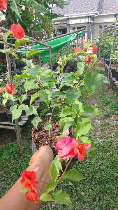 Bunga Bougenville Merah Mega | Lazada Indonesia