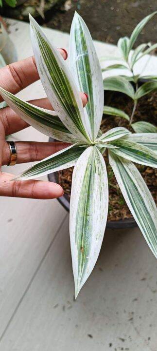 Milky Way Dracaena Surculosa Variegated lucky bamboo | Lazada PH