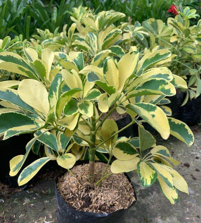 Tanaman wali songo varigata | Lazada Indonesia