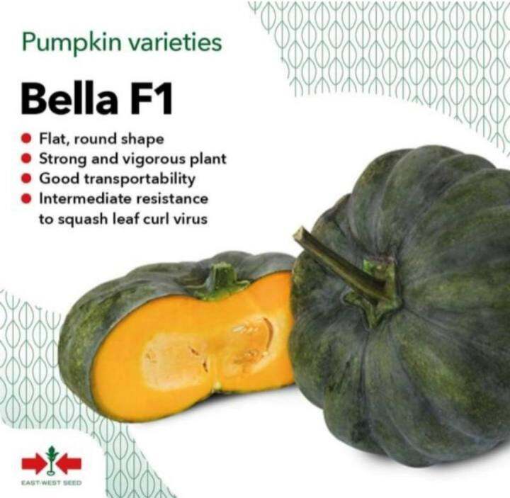 BELLA F1 HYBRID SQUASH SEEDS 425 SEEDS (EAST WEST SEEDS) | Lazada PH