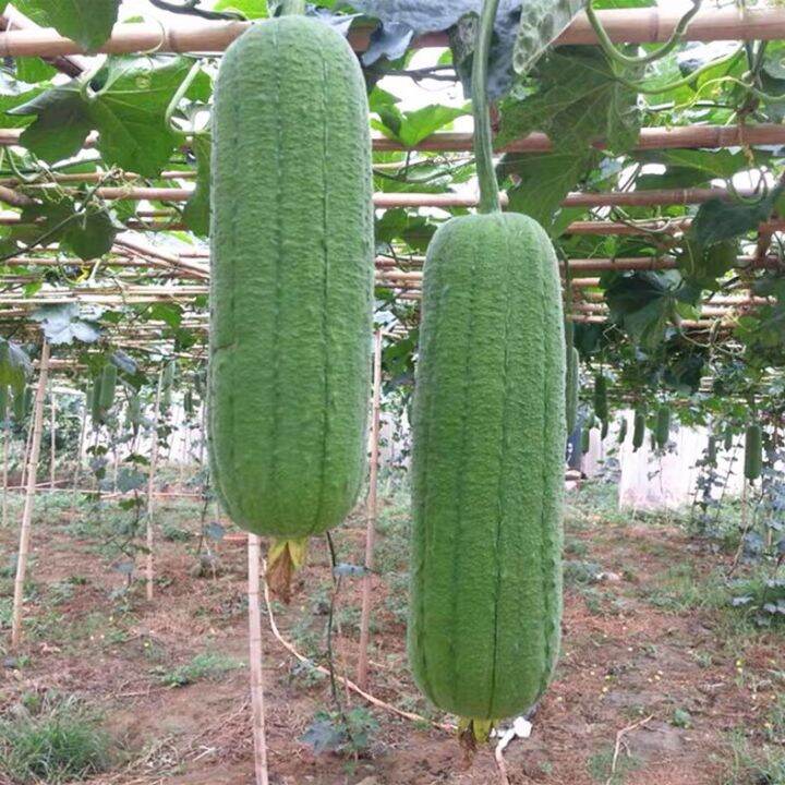 Benih Petola Bulat 8pcs/Round Luffa/大肉丝瓜籽 | Lazada