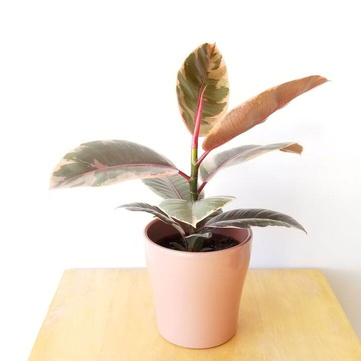 Ficus Elastica Ruby Rubber Tree Solidly Rooted Collectors Collection ...