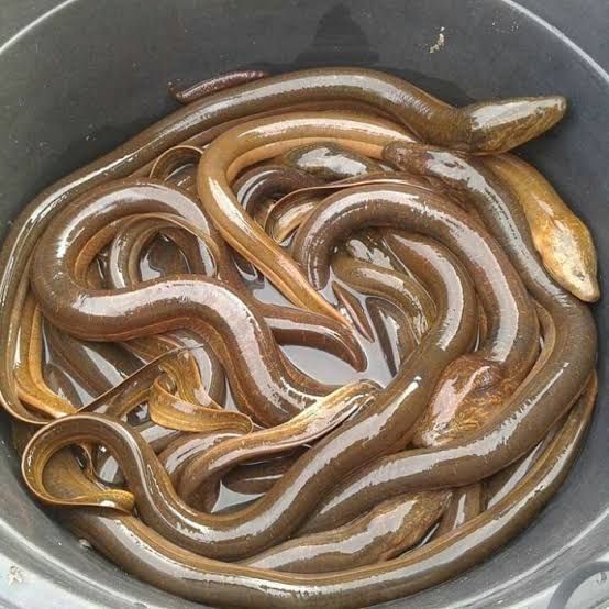 belut 1kg | Lazada Indonesia