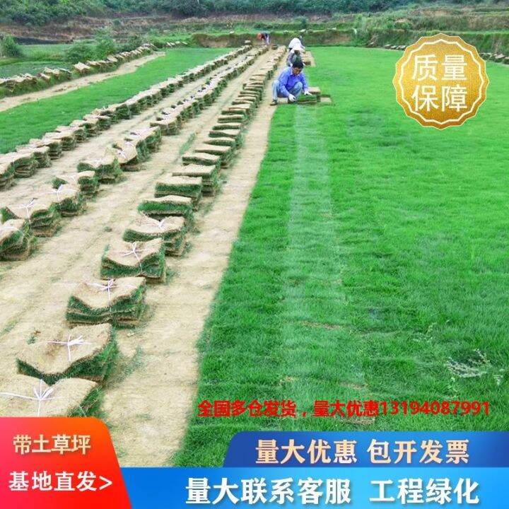 Turf Bermuda Grass with Soil Greening Cold-Resistant Community Real ...