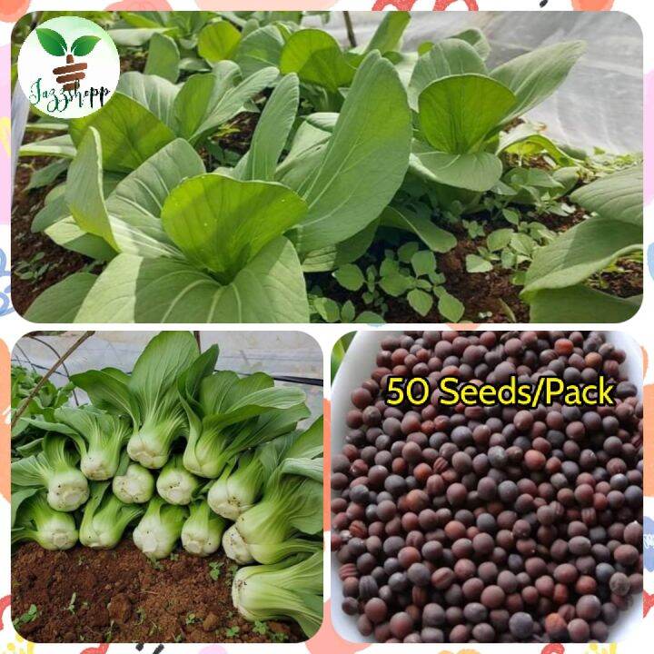 Pak choi/Bok Choy Chinese Pak Choi Seeds for planting Vegetables Seeds ...