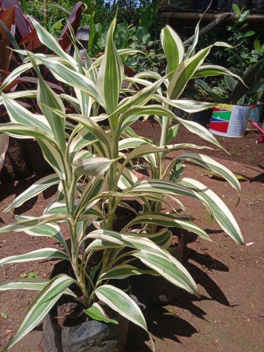 pohon Sri rejeki varigata | Lazada Indonesia