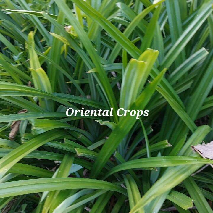 50 Fresh Leaves Dahon Binhi Pantanim Pandan Garden Plant | Lazada PH