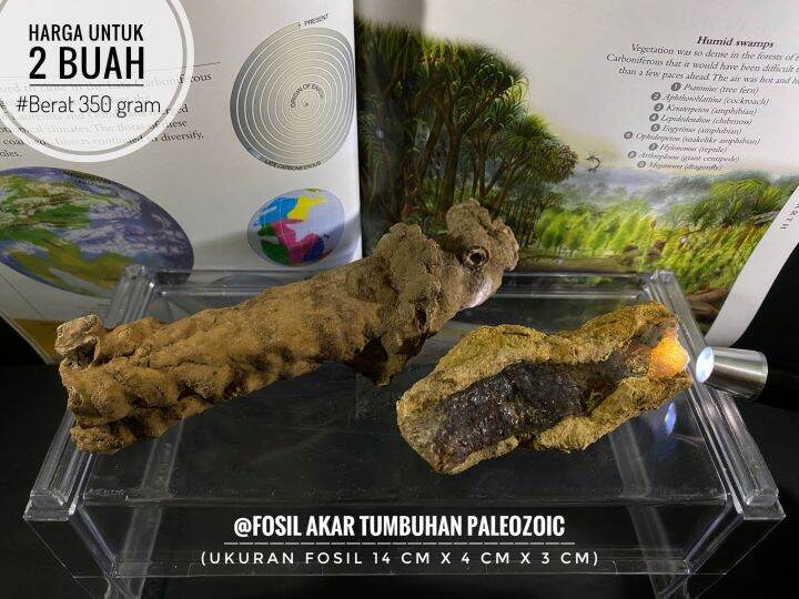 Fosil Akar Tumbuhan Paleozoic C13 atau Fosil Ranting Pohon atau Fosil ...