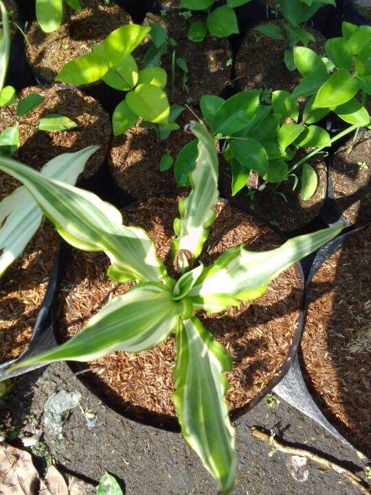 Giant false agave / Lucky plants 🌿 shaded area / clovergreen | Lazada PH