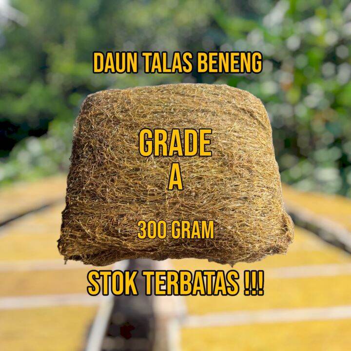 Daun Talas Beneng Kering 300 Gram Kualitas Grade A, | Lazada Indonesia