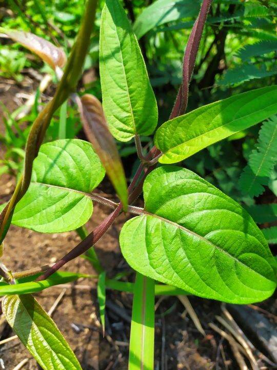 Daun ketutan/ daun kentut/ daun kahitutan segar 250 grm | Lazada Indonesia