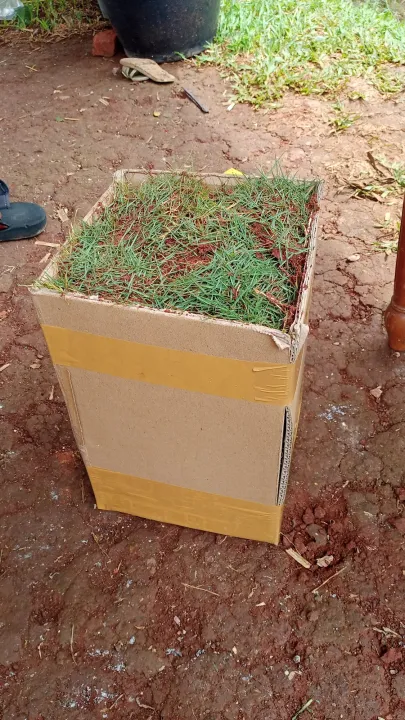 rumput jepang asli//rumput peking ukuran 50cm x 50cm | Lazada Indonesia