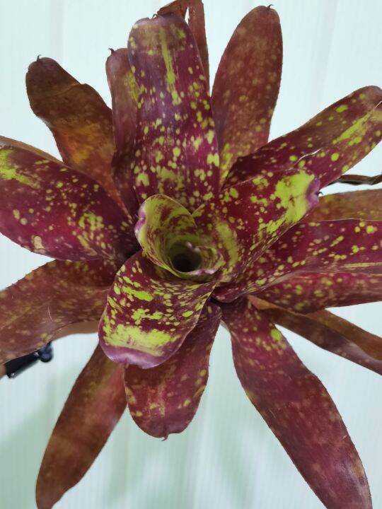 bromeliad neoregelia Super Aztec | Lazada