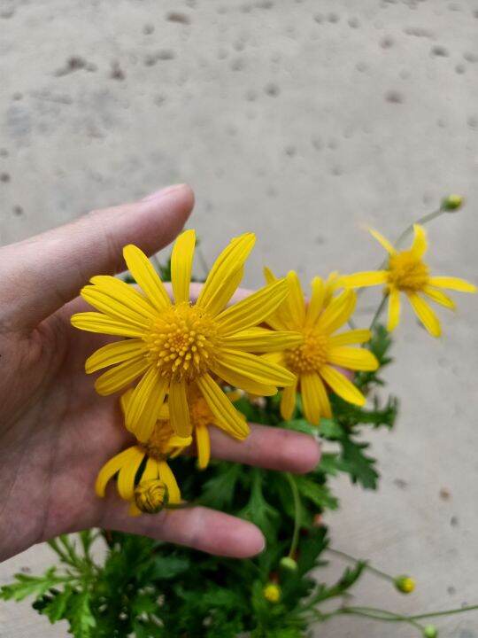 [Paling Horticulture Sdn Bhd] Golden Shrub Daisy 黄金菊 | Euryops ...