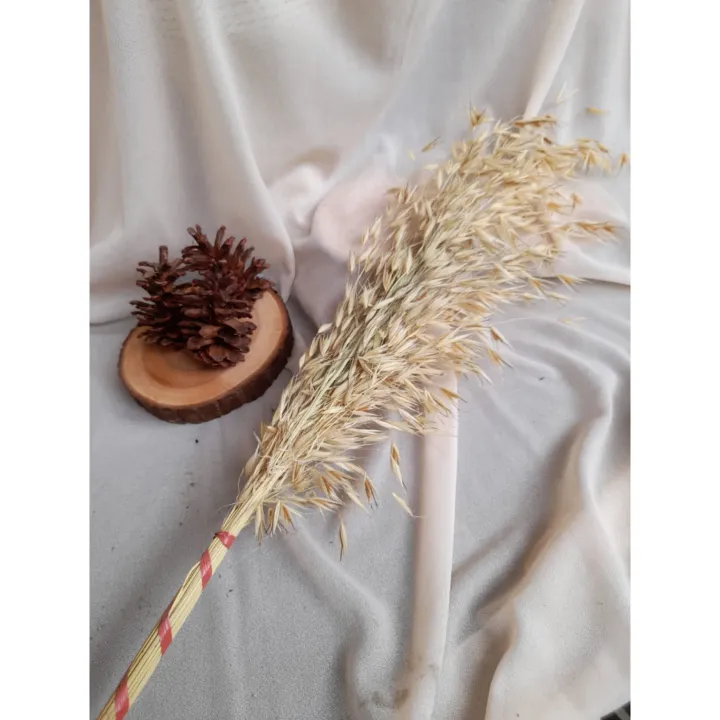 bunga padi padian dried flower bunga kering rustic | Lazada Indonesia