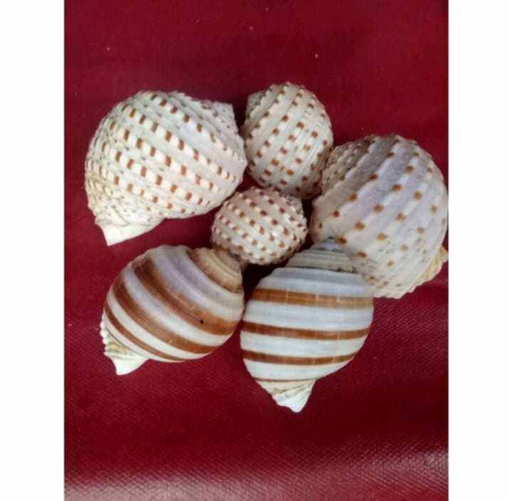 Dekorasi cangkang kelomang/cangkang keong laut | Lazada Indonesia