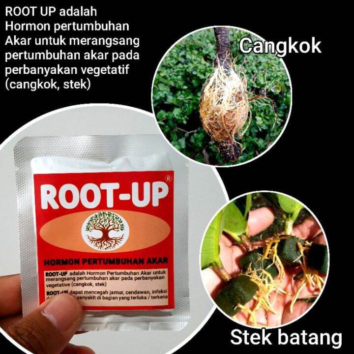 0ROOT UP ZPT Perangsang Akar Hormon Tanaman repack 10 gr | Lazada Indonesia