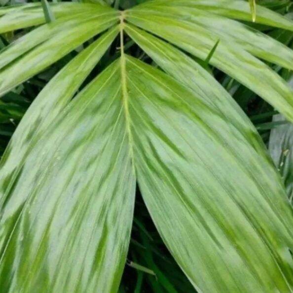 daun salak muda segar 250 gram. obat herbal/rempah- rempah | Lazada ...