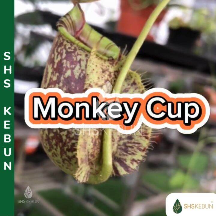 Nepenthes Pokok Periuk Kera Monkey Cup Pokok Hiasan Real Plant Live ...