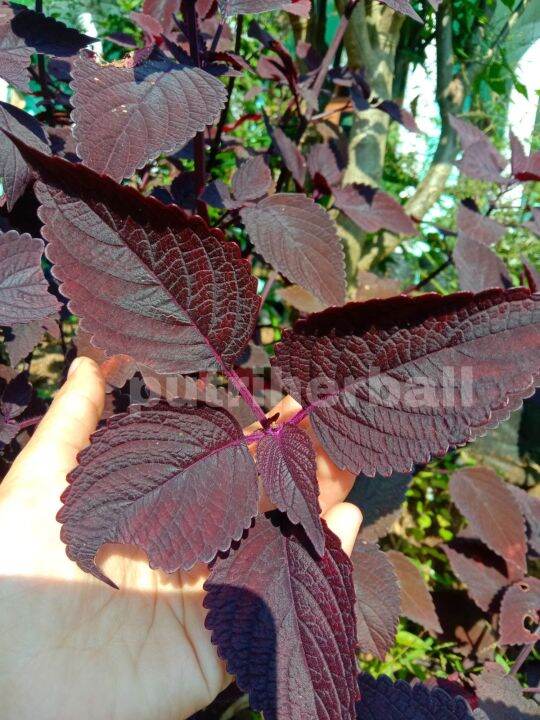 DAUN JAWER KOTOK ATAU DAUN ILER 100 GRAM | Lazada Indonesia