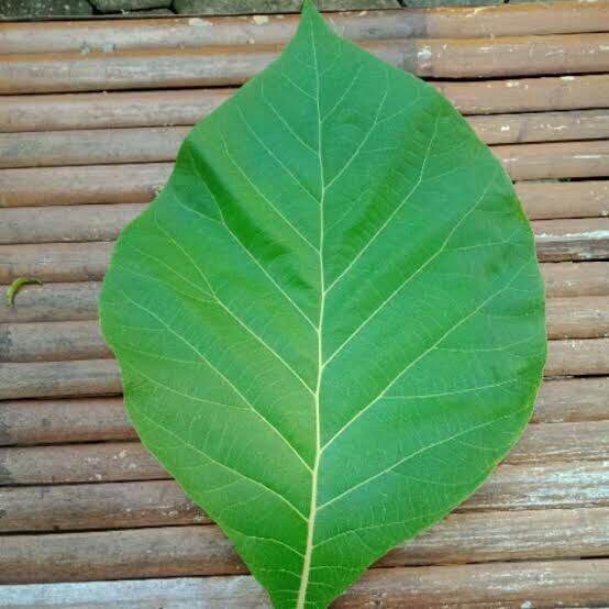 daun jati segar 20lembar di petik ketika ada pesanan | Lazada Indonesia