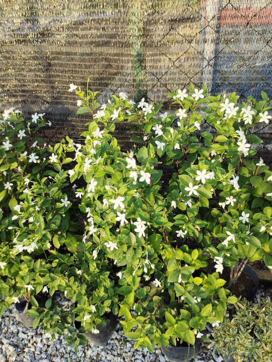 Yuthika Plant/ Melur Siam | Lazada