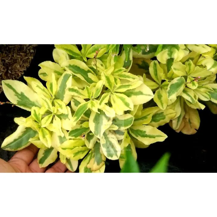 Moa Variegated Lime yellow Landscape outdoor Garden Decor | Lazada PH
