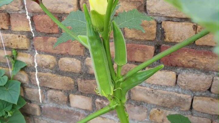 (30 SEEDS) - HYBRID OKRA SEEDS /SMOOTH GREEN VARIETY/EASTY TO GROW/MORE ...