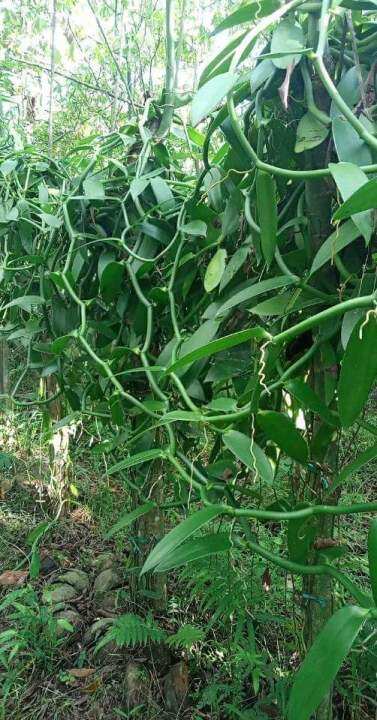 Bibit Tanaman Panili Paneli 1 meter jenis vlanipolia andrew batang tua ...