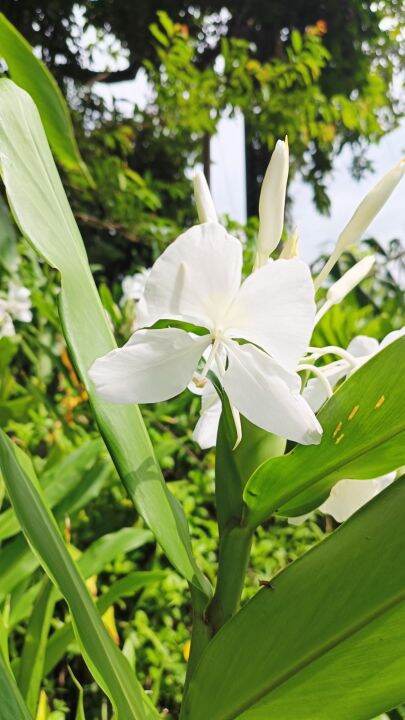 Camia White Ginger Live Plant Seedlings | Lazada PH