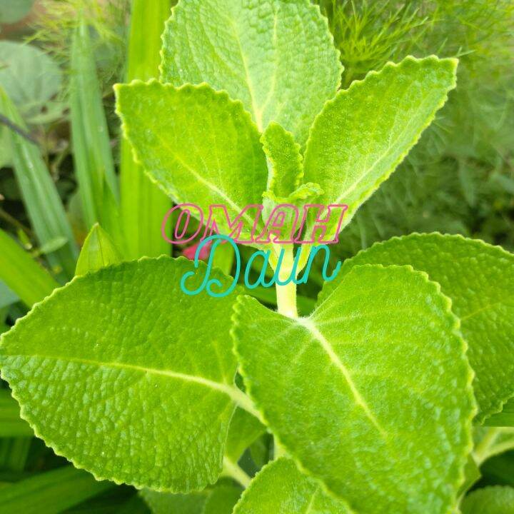 Daun Jinten Daun Bangun-bangun Segar Petik Saat Order Fresh di Omah ...