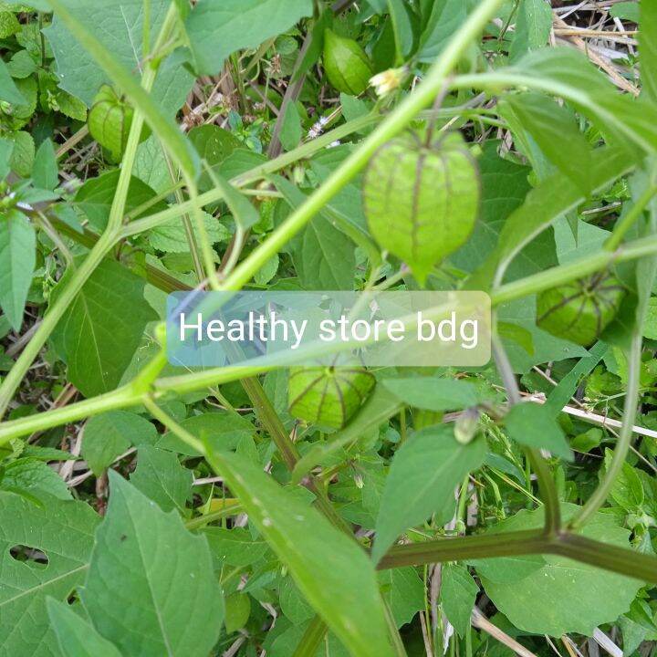 Daun Ciplukan atau daun Cecenet segar 1 kg | Lazada Indonesia