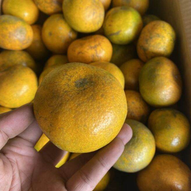 jeruk medan super berastagi 1 kg ( manis ) | Lazada Indonesia