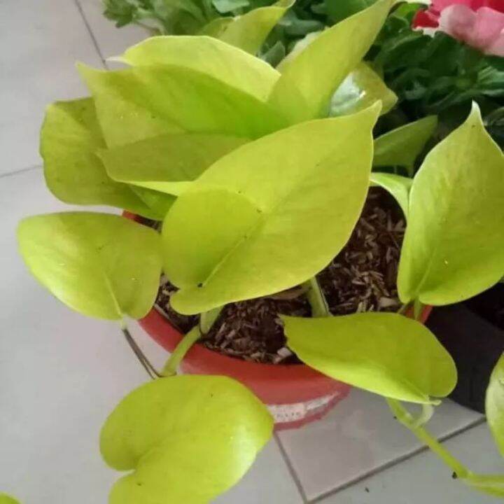 Tanaman sirih gading kuning / Pohon merambat sirih gading kuning ...