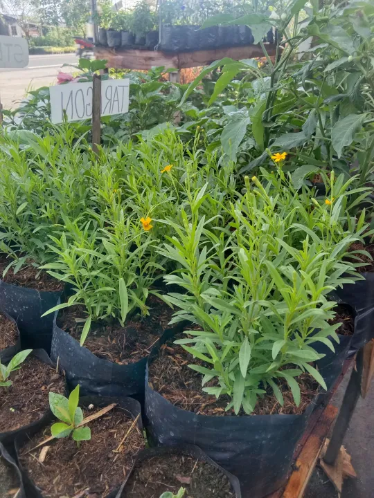 Taragon Herbs | Lazada PH