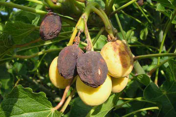 Tuba tuba seeds/Talantangan (5 Seeds) | Lazada PH