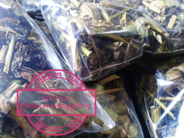 Pokok Letup-letup Kering | Lazada