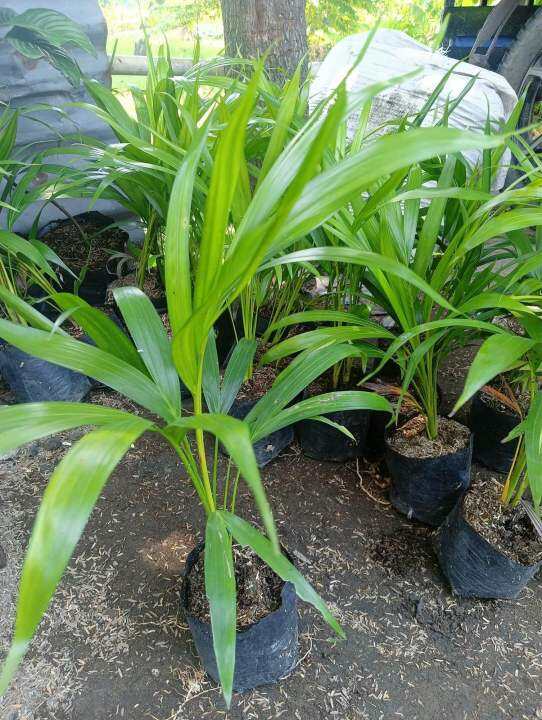 SMALL SIZE PALMERA PLANT | Lazada PH
