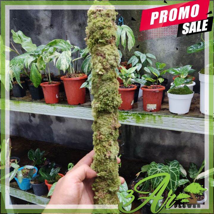 TURUS LUMUT HIDUP TANAMAN HIAS | Lazada Indonesia