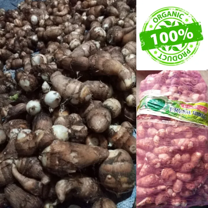 Bibit umbi talas jepang satoimo 1 kg | Lazada Indonesia