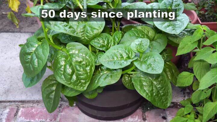 (10 SEEDS) - GREEN ALUGBATI SEEDS/TAGALOG HYBRID/EASY TO GROW/SUPER ...