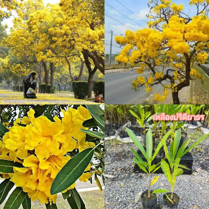 ต้นกล้า เหลืองปรีดียาธร ขนาดต้น 20 เซ็น | Lazada.co.th