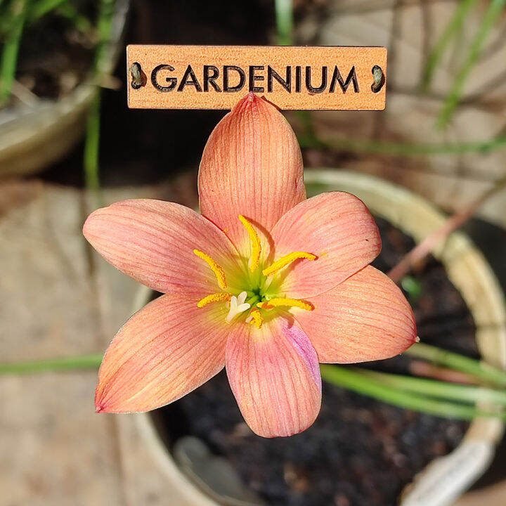 Umbi Bunga Rain Lily Merida - Rainlily Zephyranthes Hybrid Import ...