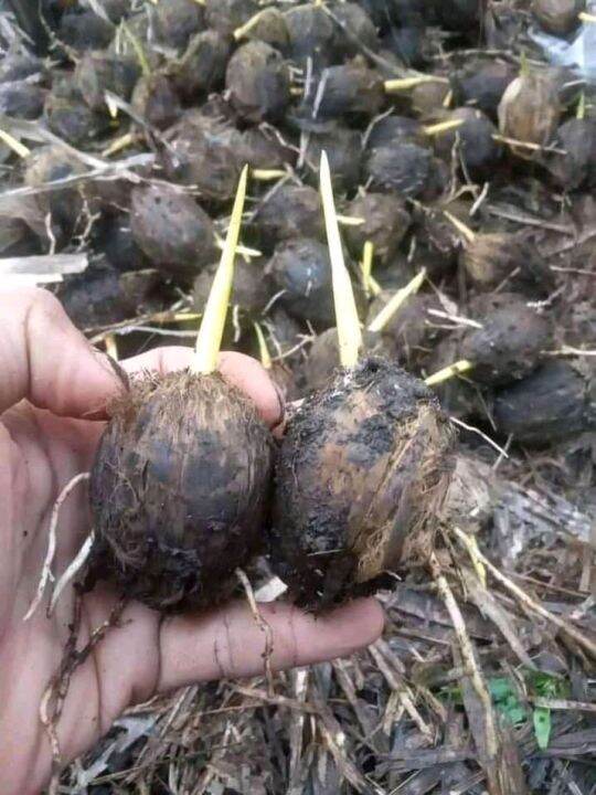 kecambah pinang batara unggul 70 biji | Lazada Indonesia